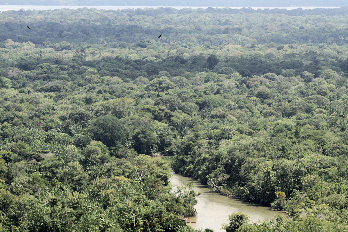 Desmate na Amazônia voltou a subir, apontam dados do Inpe