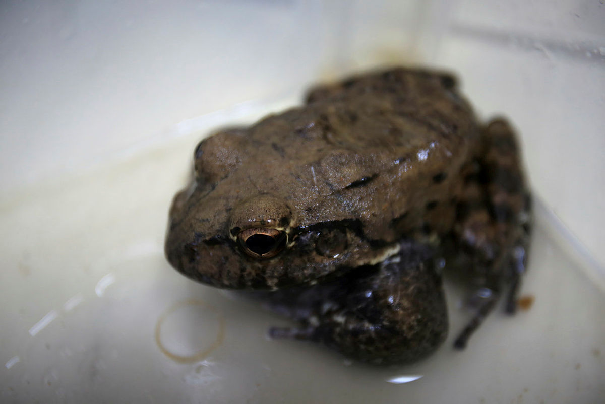 O sapo cozido dos condomínios