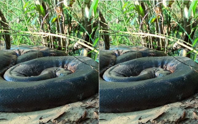 Sucuri gigante é flagrada às margens de rio no Mato Grosso do Sul