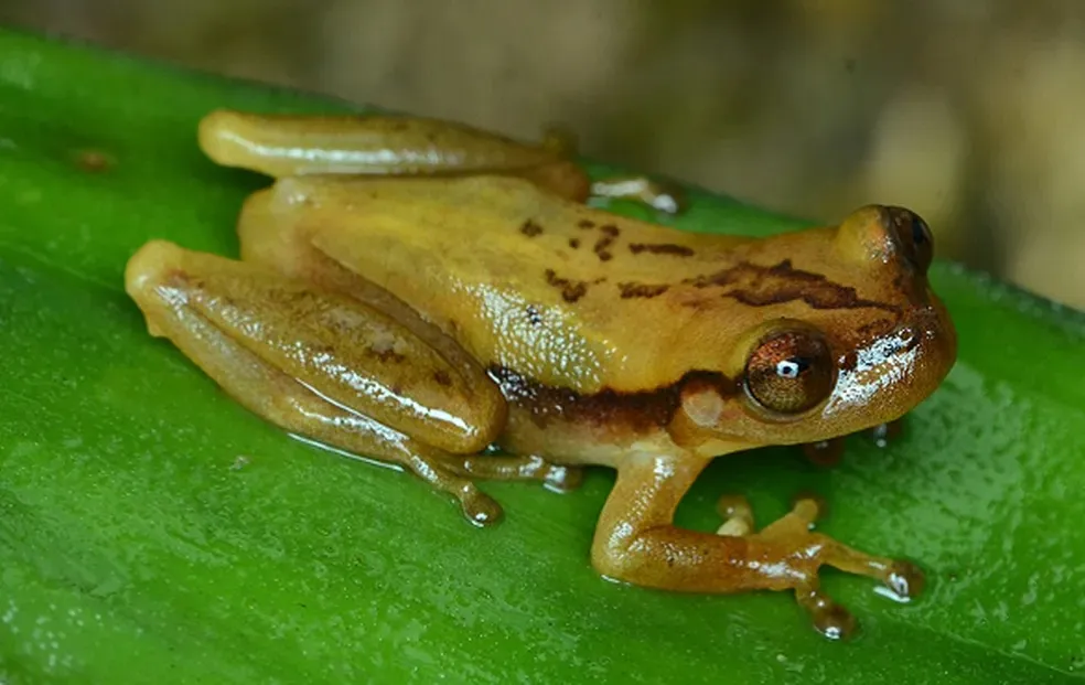 Nova espécie de perereca é descoberta no sul da Bahia