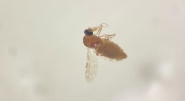 Febre do Oropouche: entenda origem, sintomas e tratamento