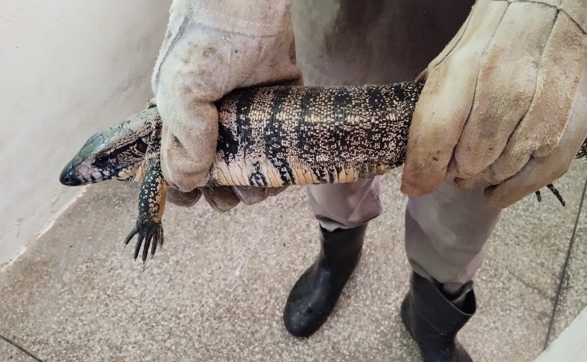 Vídeo: Jiboia e Teiú são resgatados em escola municipal