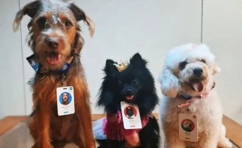 Carrinho próprio e mais: veja os mimos dos cachorros "atores" da Globo