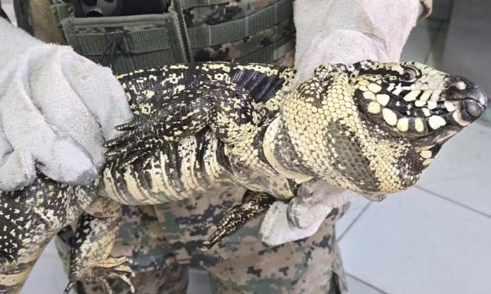 Teiú é resgatado após invadir peixaria em Salvador