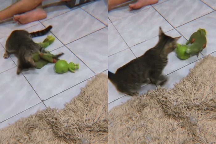 Papagaio e gato disputam "queda de braço" por causa de brinquedo