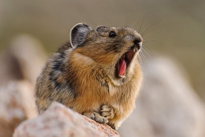Pika pode estar superando mudanças climáticas, revela estudo