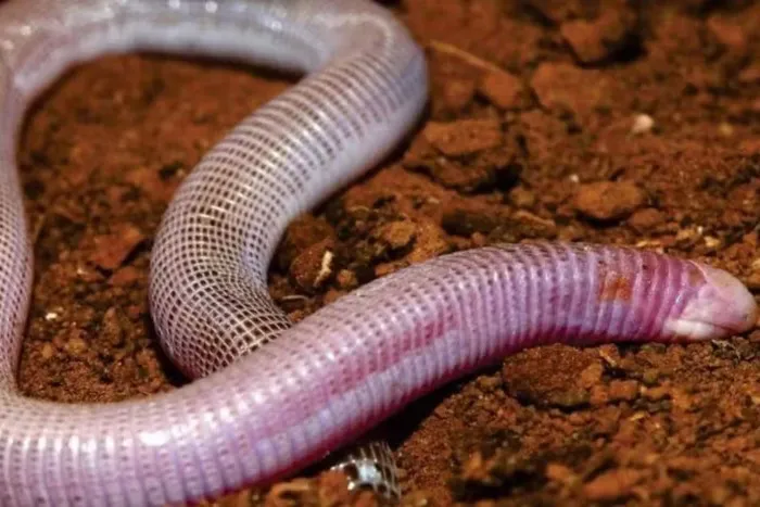 Nova espécie de réptil é descoberta na Bahia: "É parente das cobras"