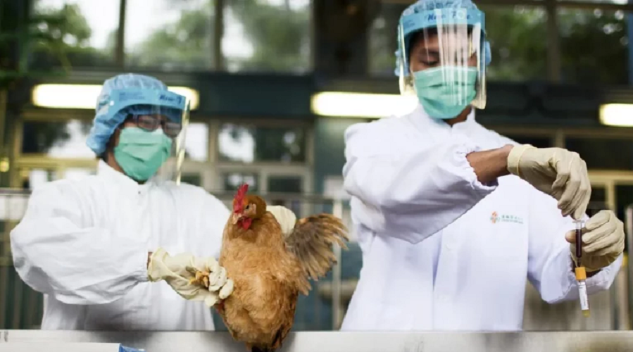 Países vetam aves do Brasil por gripe aviária