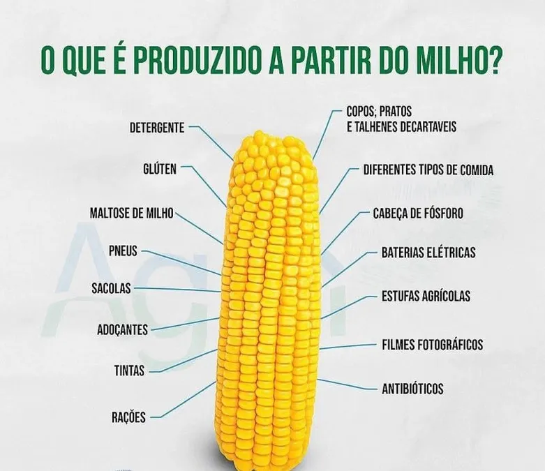 Milho: grão que sacia a humanidade há séculos e move o futuro da indústria