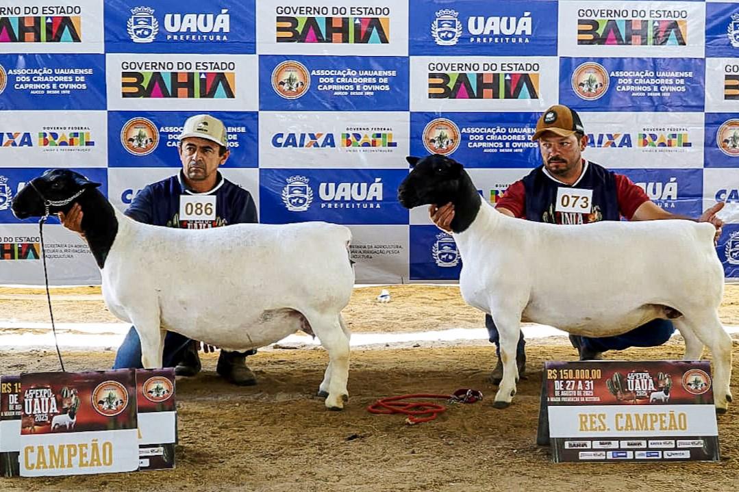 Expo Uauá reforça liderança da Bahia na caprinovinocultura
