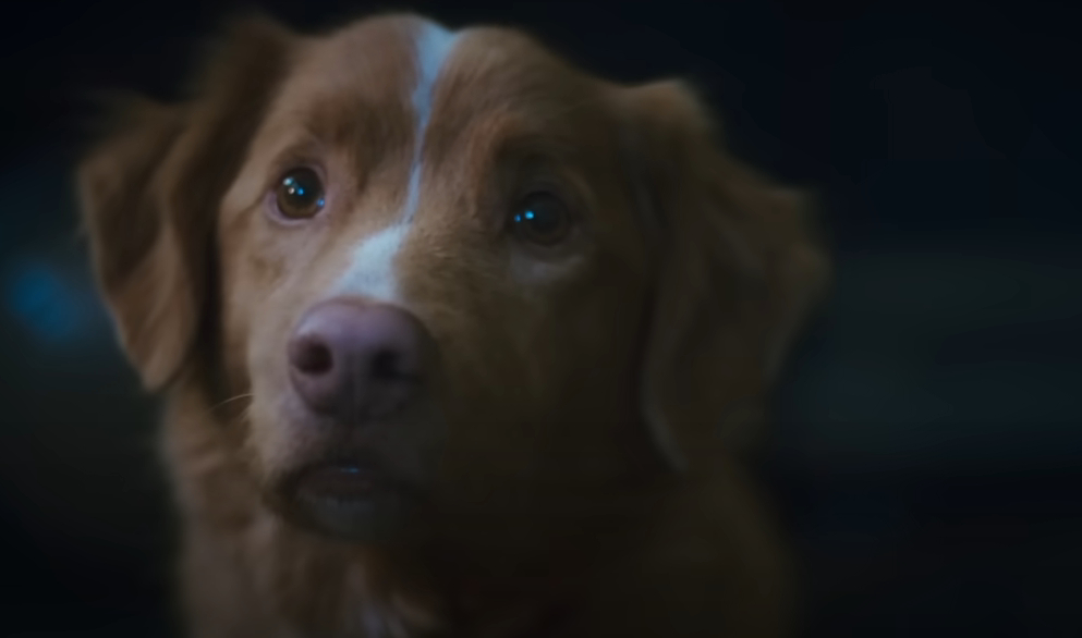 Terror animal: confira filmes assustadores que colocam bichos nos holofotes