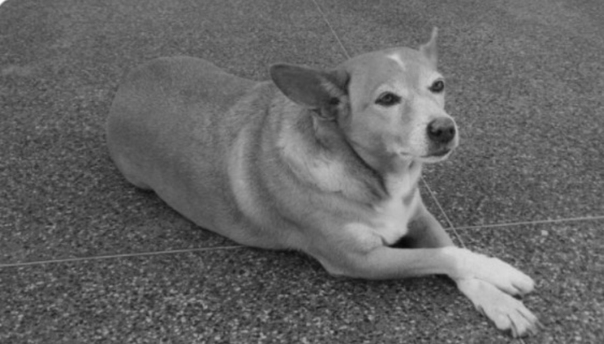 Morre Madonna, cadelinha famosa de universidade baiana